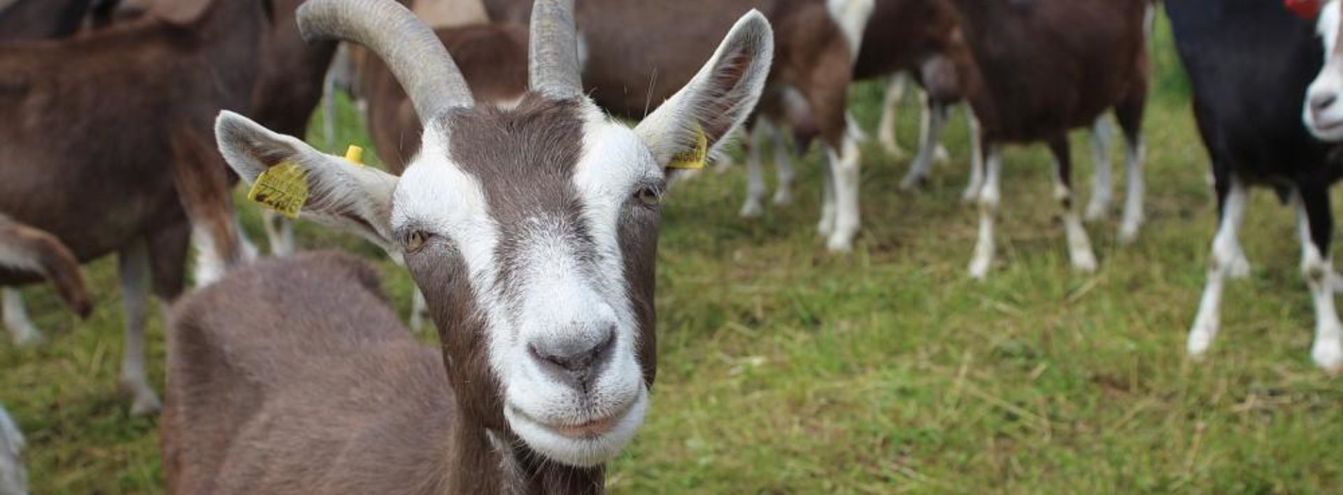 Andri-Peedo Talu - Põhja-Euroopa moodsaim kitsetalu.